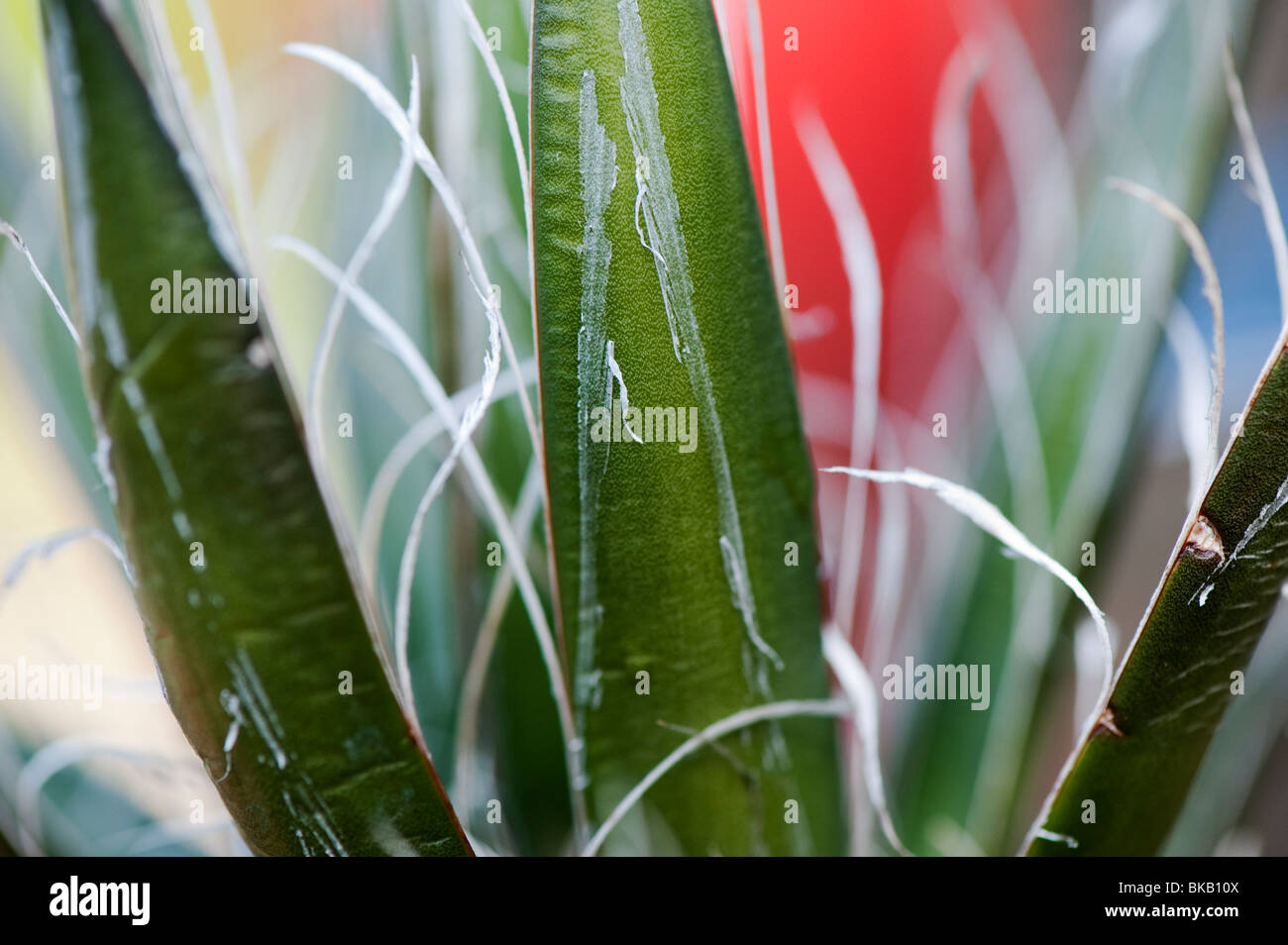 Agave filifera hi-res stock photography and images - Alamy