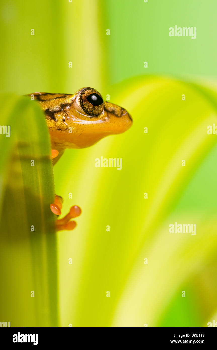 Golden Sedge Frog Stock Photo - Alamy