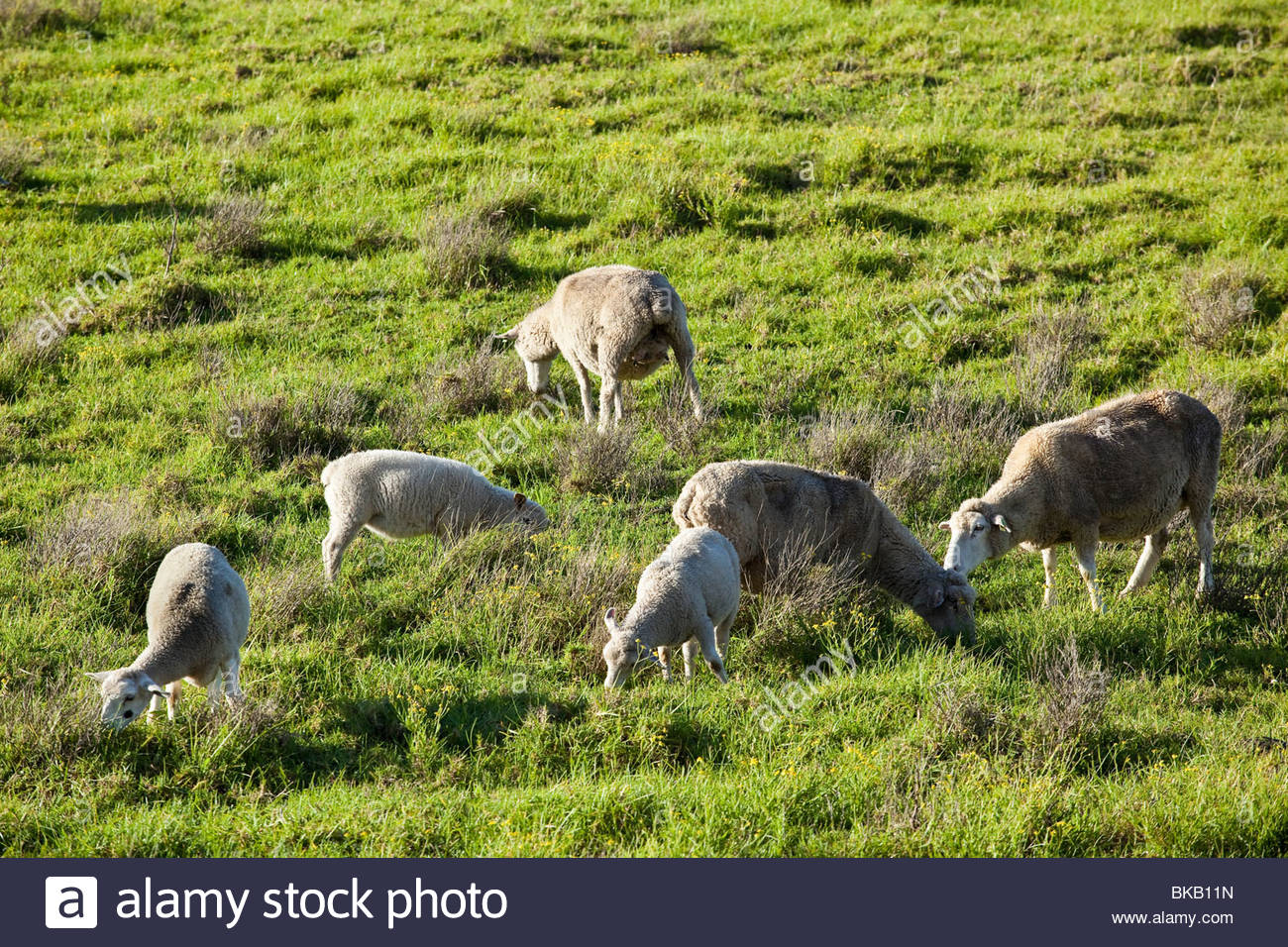 Hawaiian Livestock High Resolution Stock Photography and Images - Alamy