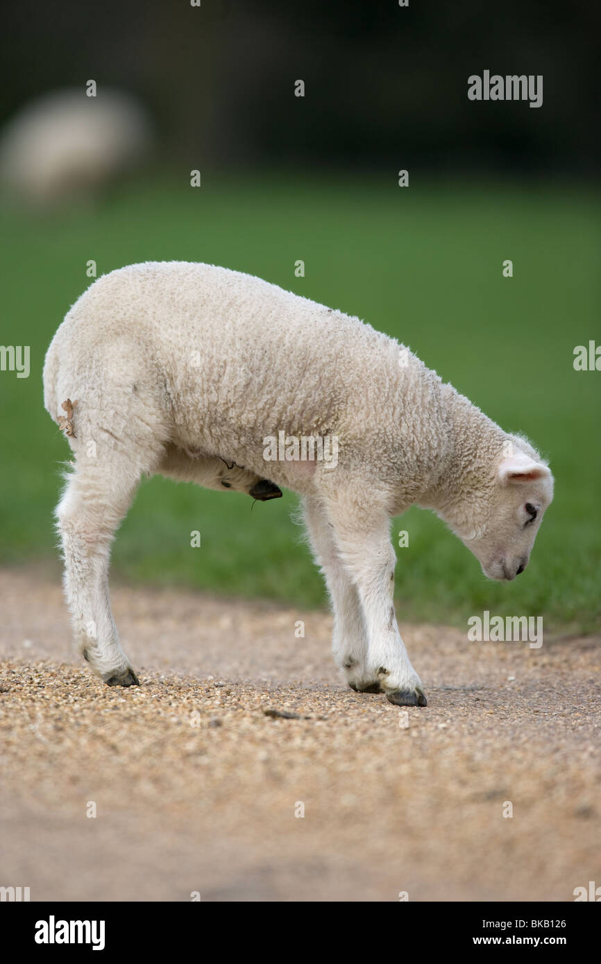 Young Lamb scratching Stock Photo - Alamy