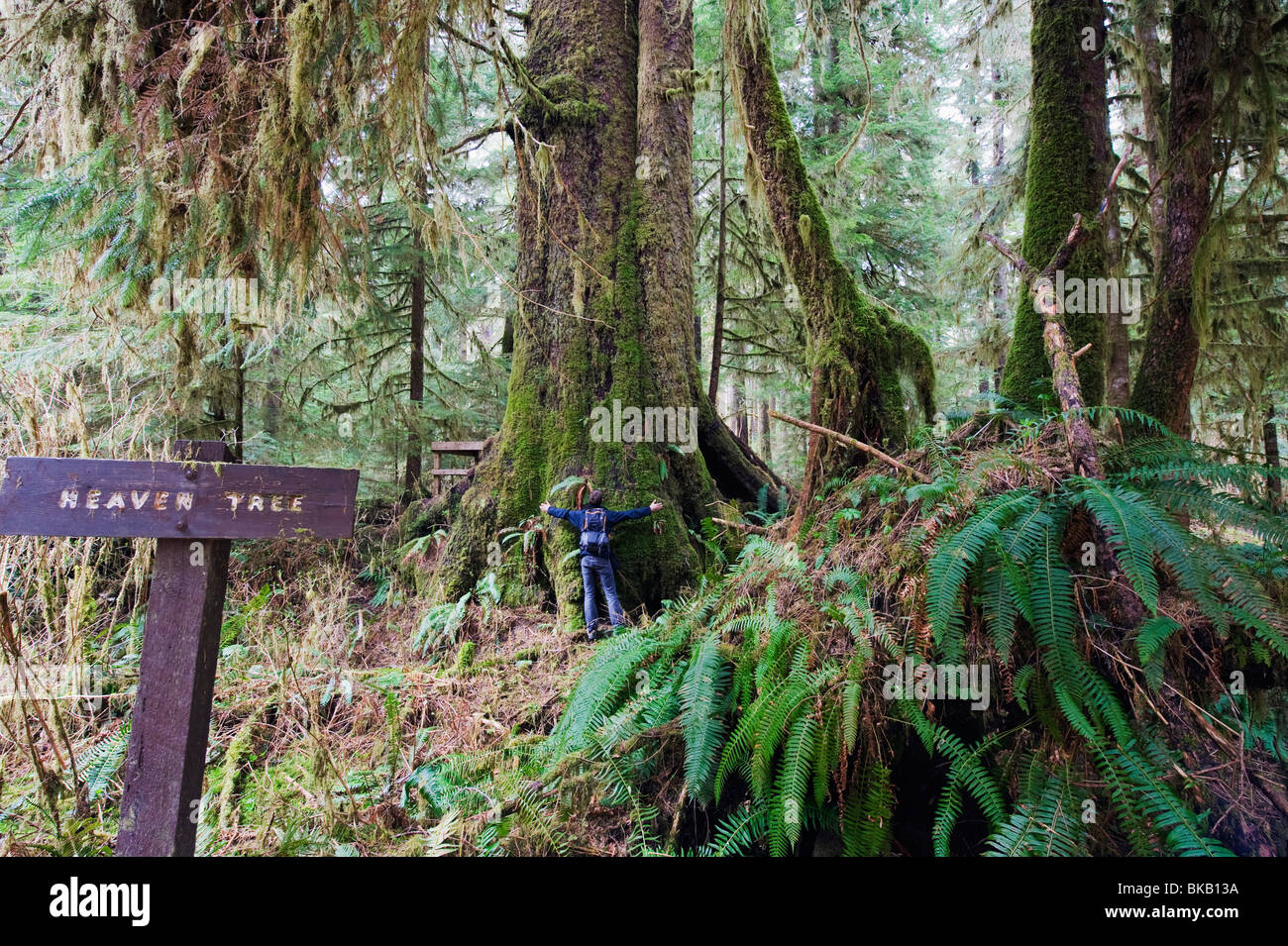 old growth forest in Carmanah Walbran Provincial Park, Vancouver Island ...