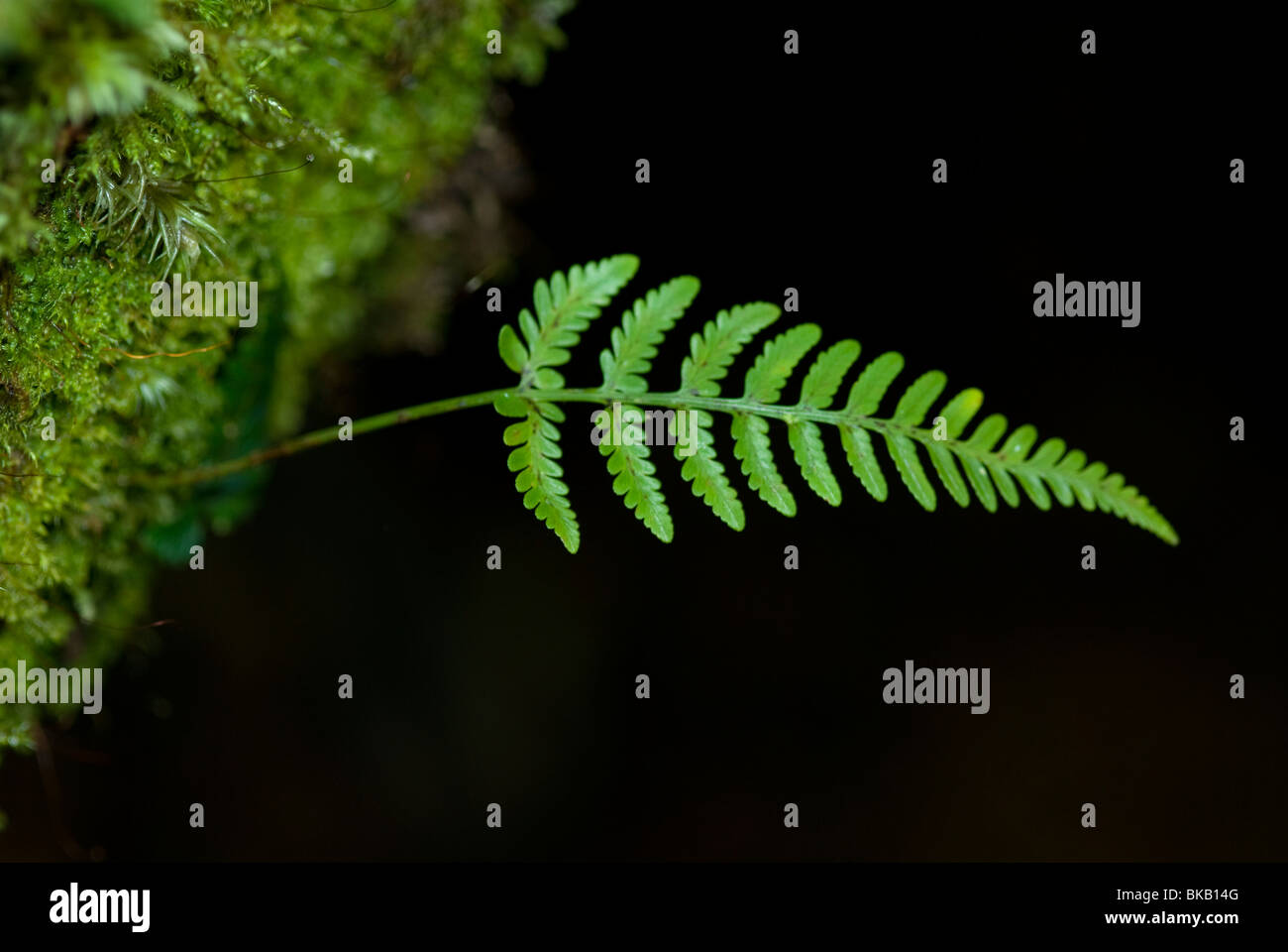 Fern leaf, Sabah, Borneo, East Malaysia Stock Photo - Alamy
