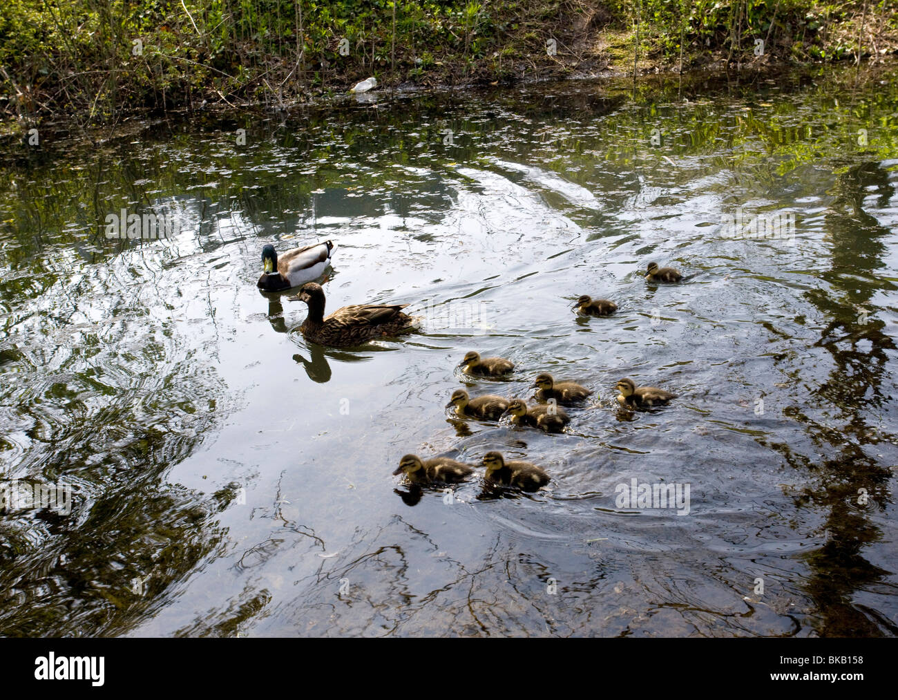 A Family of Ducks in Spring Time Stock Photo - Alamy
