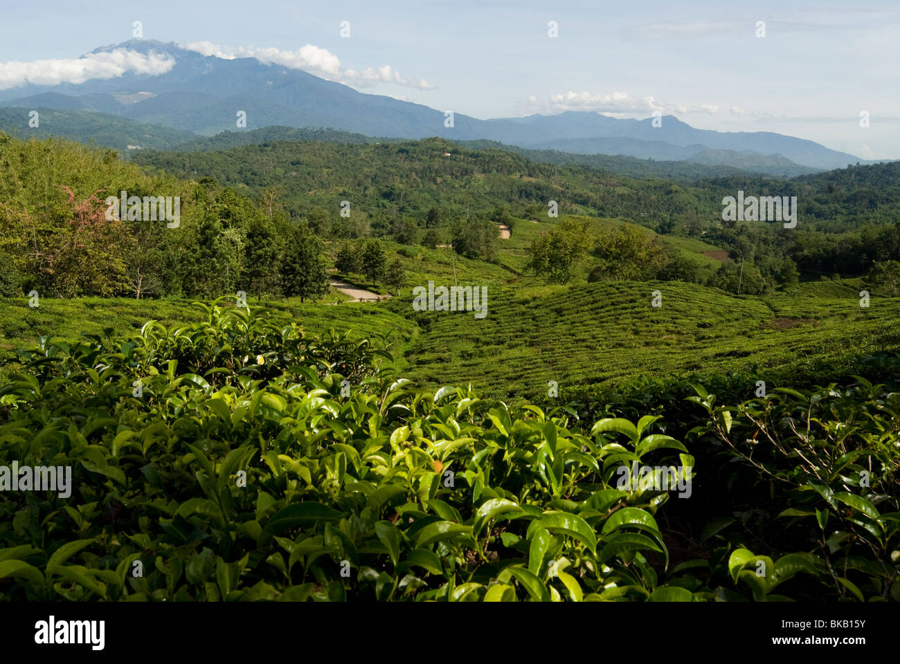Large Tea plantation, Sabah, Borneo, East Malaysia Stock Photo - Alamy