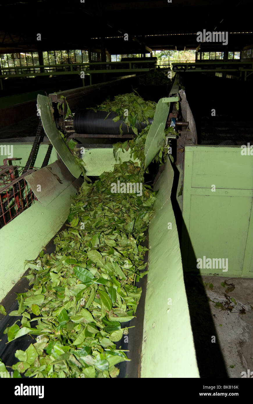 Tea leaves being processed, Sabah, Borneo, East Malaysia Stock Photo ...