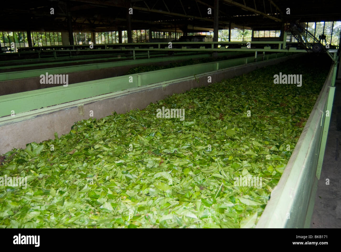 Tea leaves being processed, Sabah, Borneo, East Malaysia Stock Photo ...