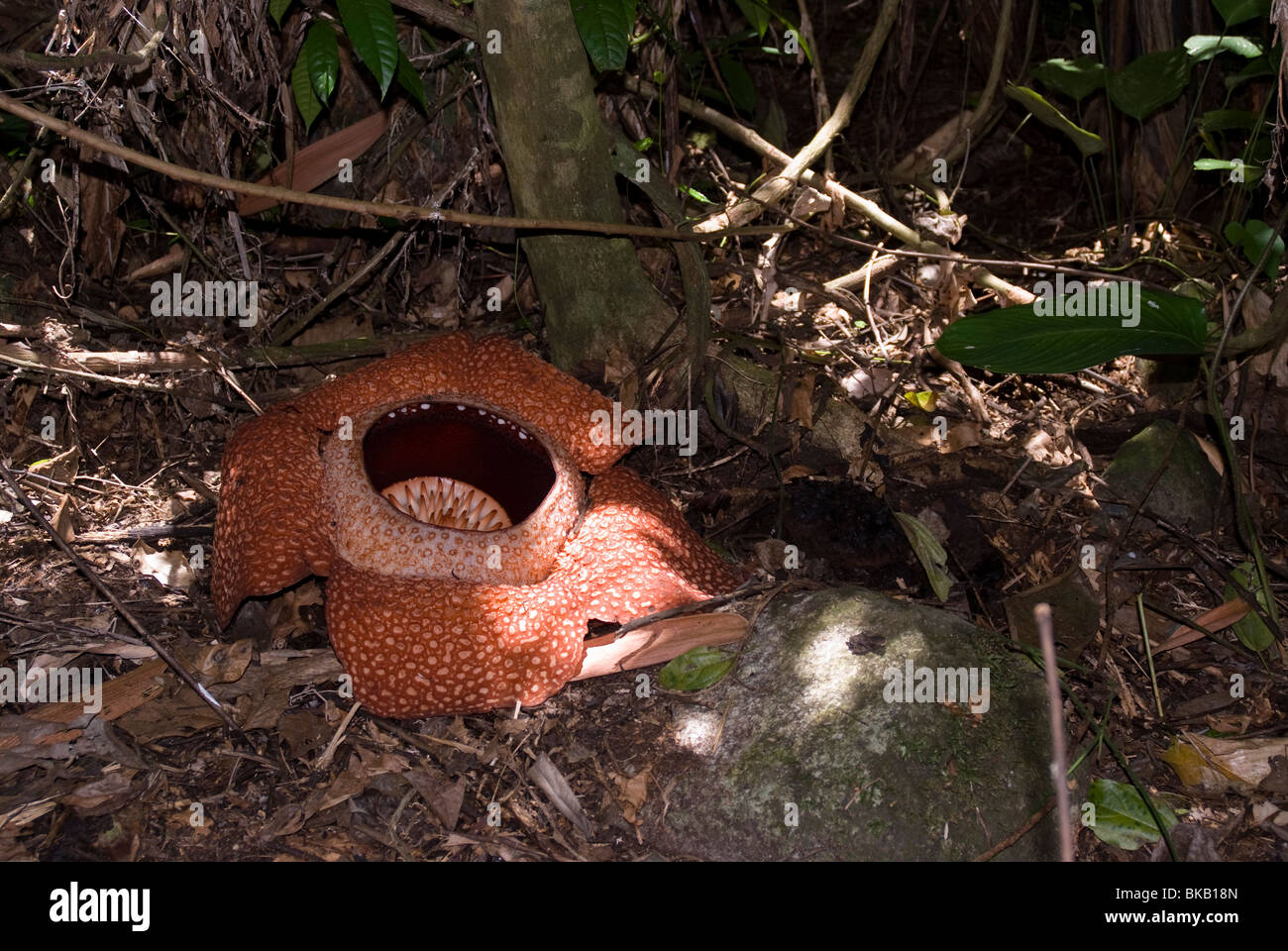 Rafflesia keithii in bloom, Sabah, Borneo, East Malaysia Stock Photo ...