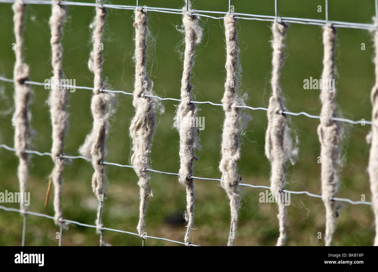 Wool from sheep hi-res stock photography and images - Alamy