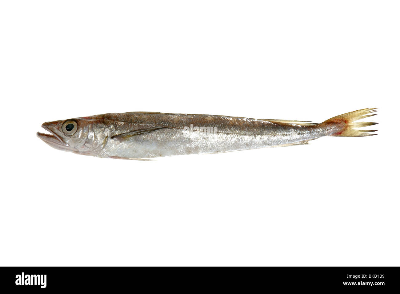 Hake fish isolated on white macro detail Stock Photo - Alamy