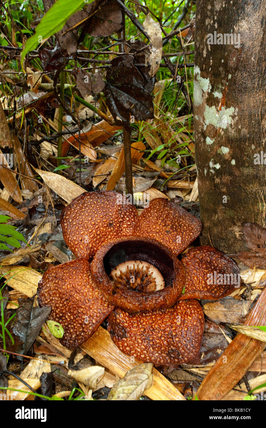 Rafflesia arnoldii in bloom, Ranau, Sabah, Malaysia Stock Photo - Alamy