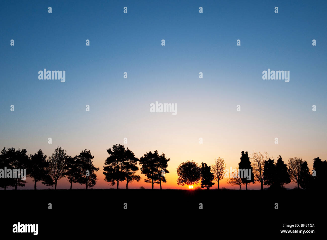 Line of silhouette trees in the English countryside at sunrise Stock ...