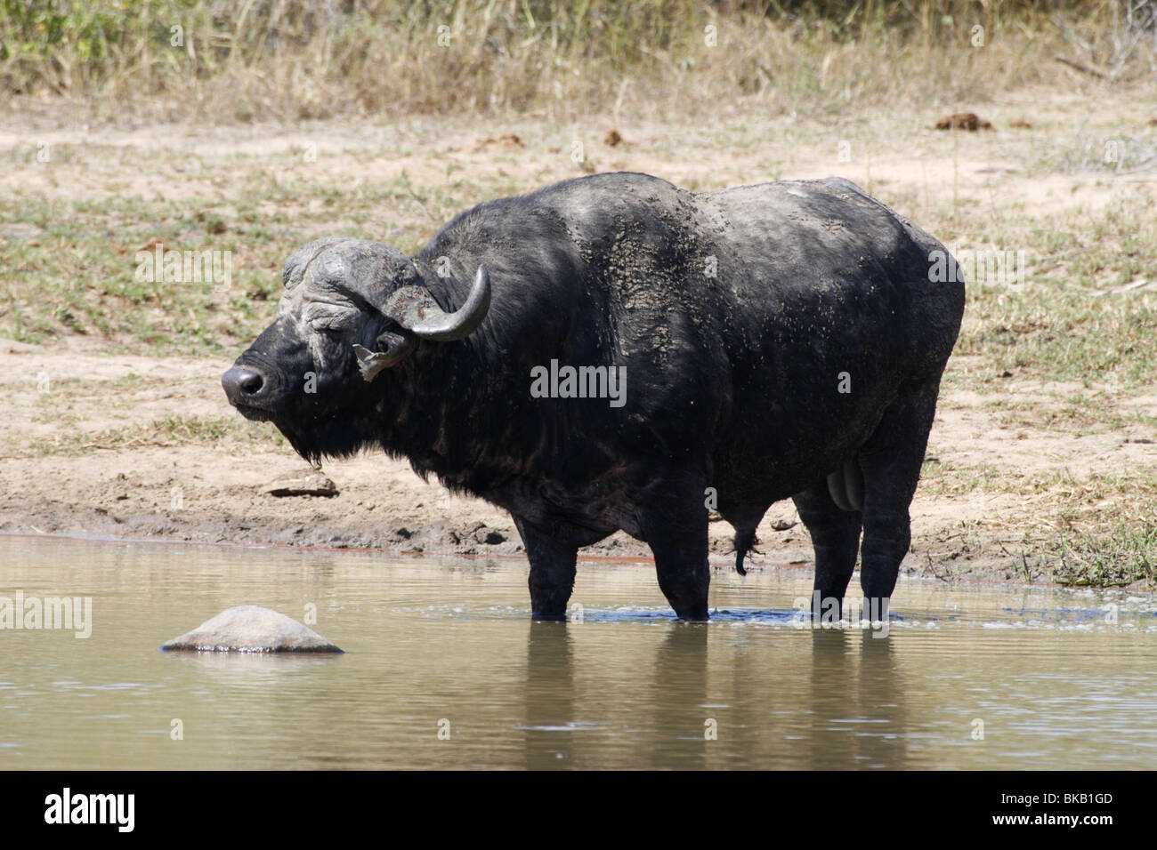 Cape Buffalo Drinking High Resolution Stock Photography and Images - Alamy