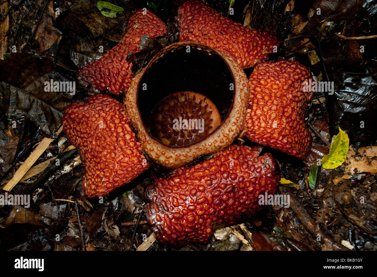 Giant flower rafflesia arnoldii hi-res stock photography and images - Alamy