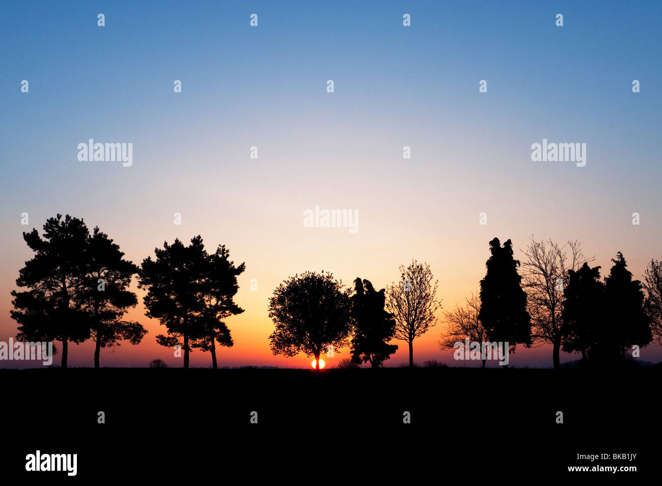 Line of silhouette trees in the English countryside at sunrise Stock ...