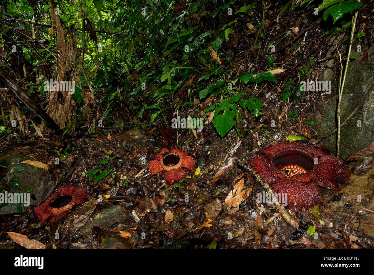 Several Rafflesia arnoldii in bloom, Ranau, Sabah, Malaysia Stock Photo ...