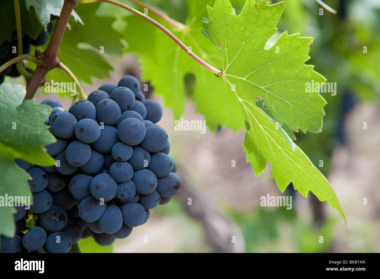 A bunch of malbec grapes in a vineyard in Mendoza, Argentina Stock ...