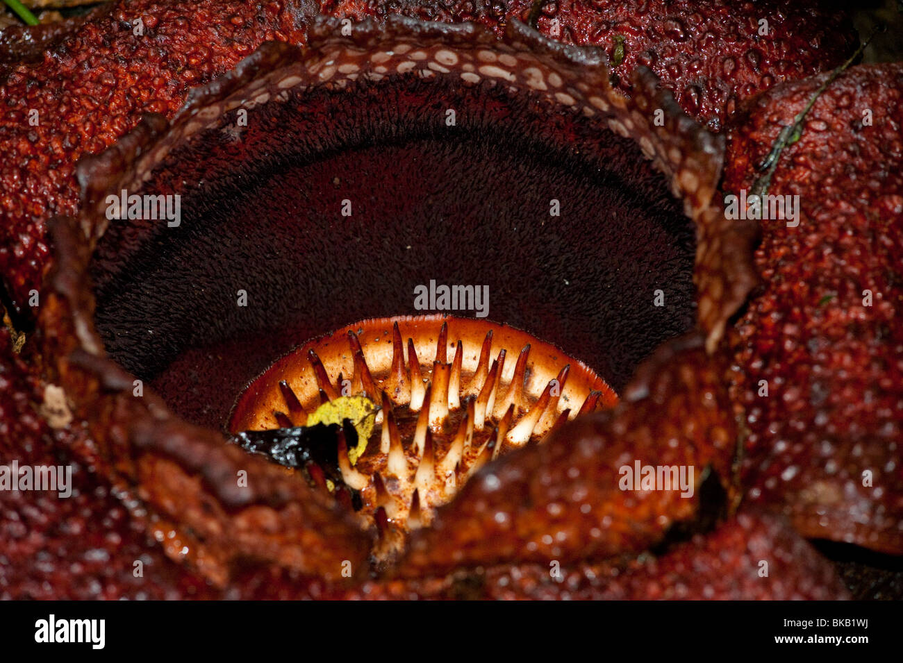 Rafflesia arnoldii people hi-res stock photography and images - Alamy