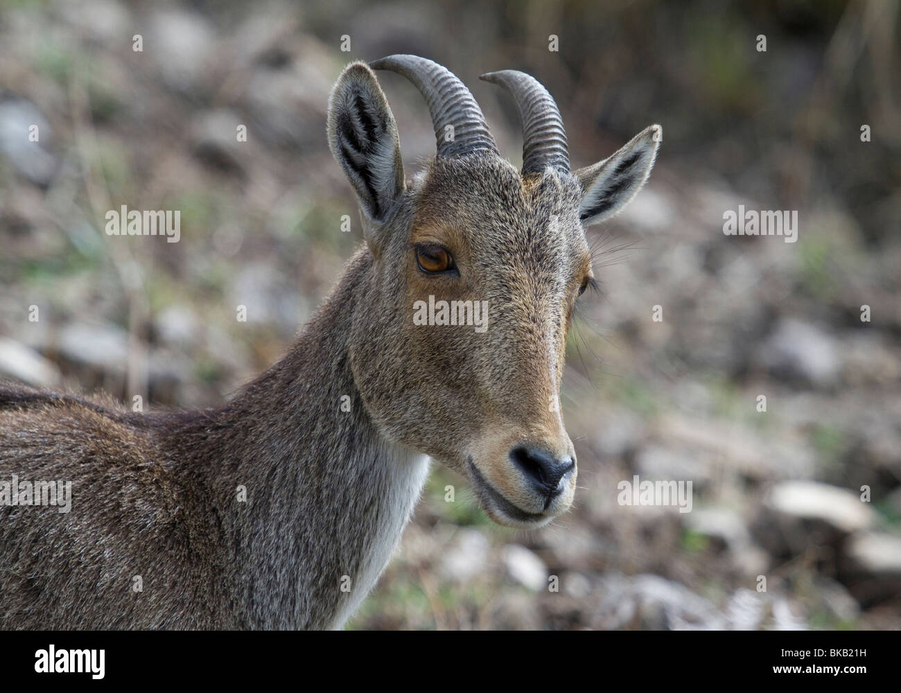 Nilgiri tahr hi-res stock photography and images - Alamy