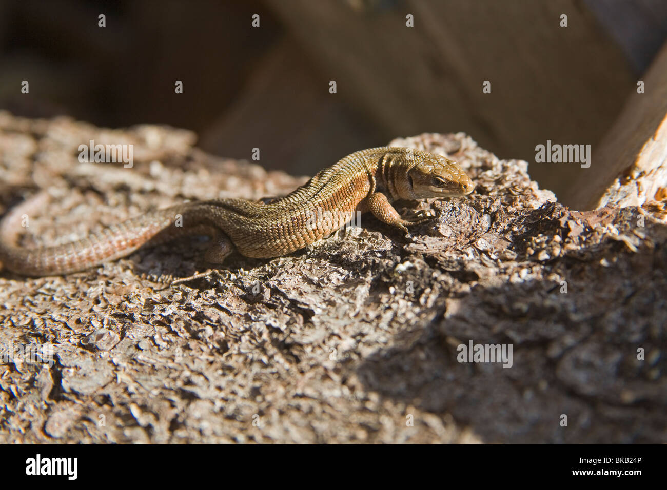 Viviparous Lizard Lacerta vivipara Scandinavia Sweden Stock Photo - Alamy