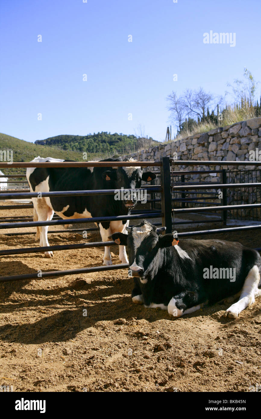 Friesian cow couple eating on the farm Stock Photo - Alamy