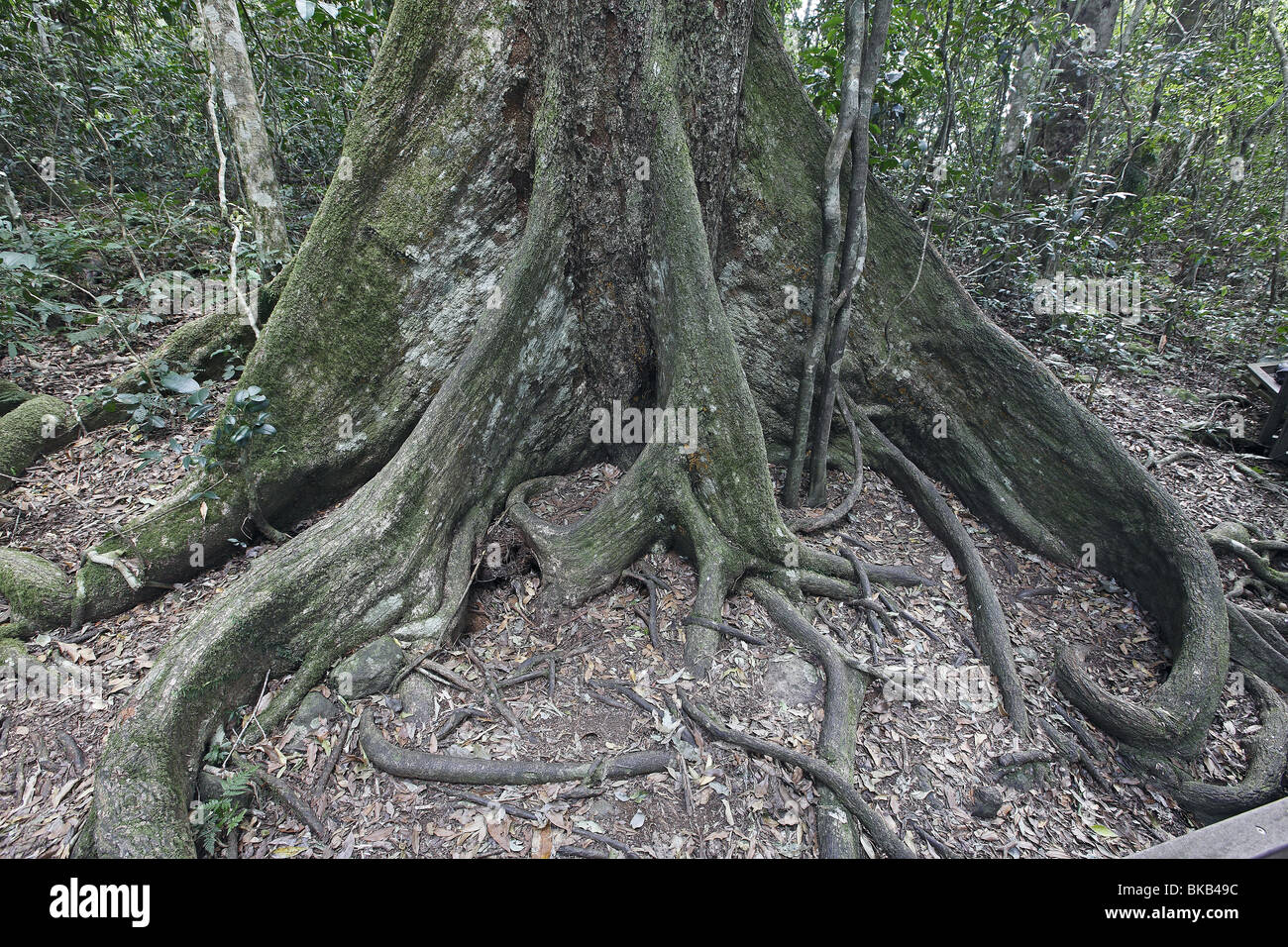 Black booyong tree hi-res stock photography and images - Alamy