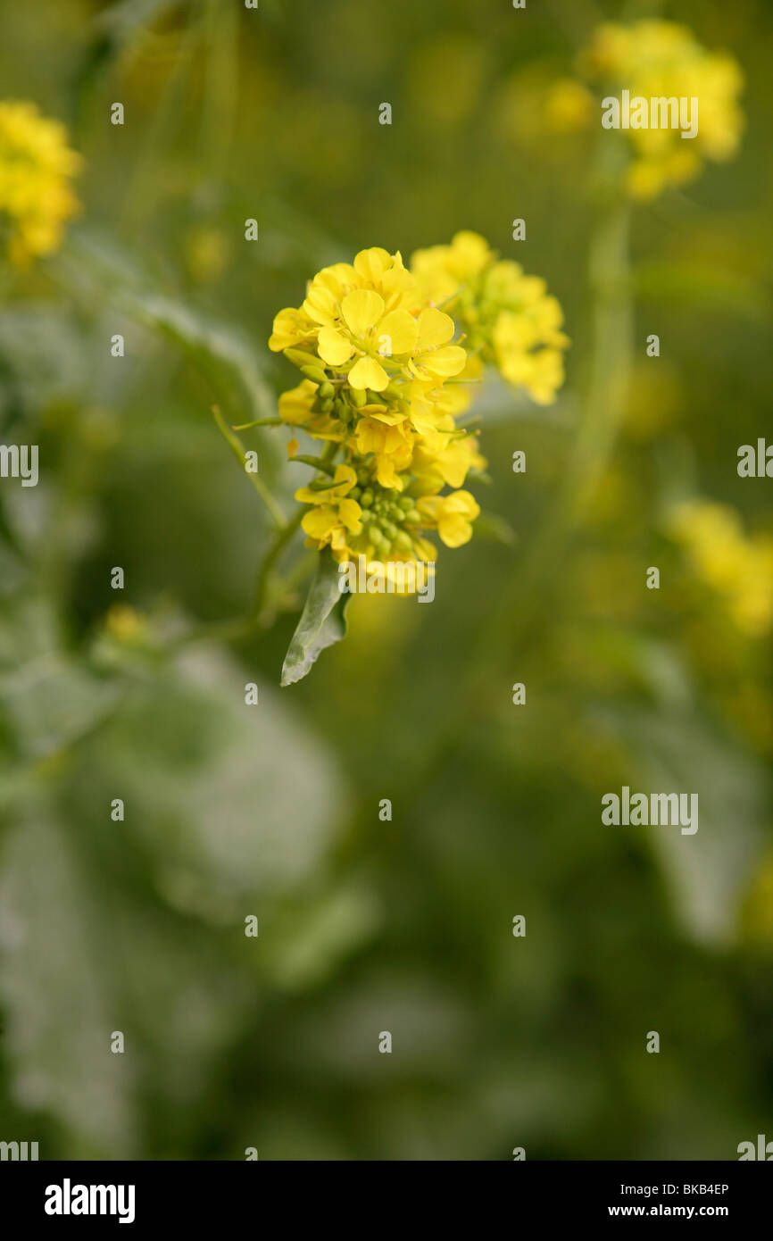 Sinapis Aiba, Mustard yellow flower green field Stock Photo - Alamy
