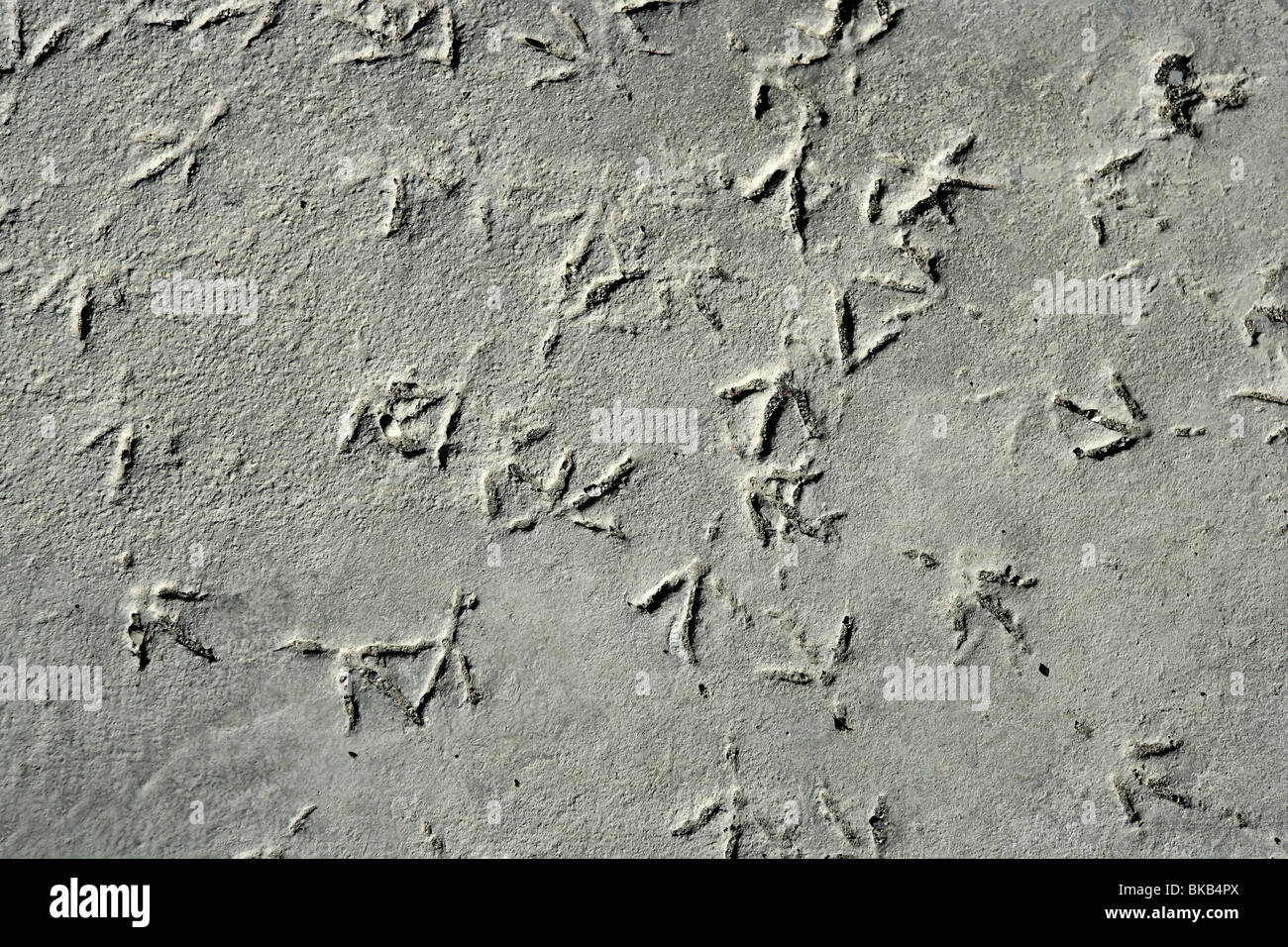 Seagull bird footprint on concrete, pattern gray texture Stock Photo ...