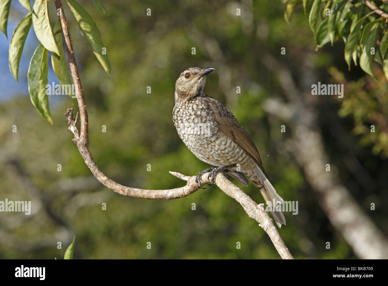 Regent bird hi-res stock photography and images - Alamy