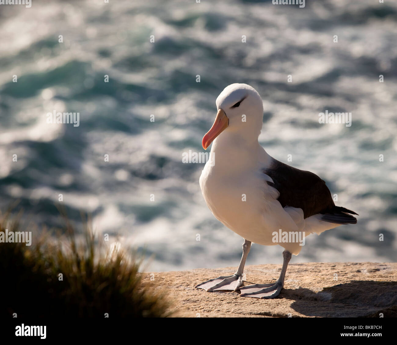 Black browed albatross face hi-res stock photography and images - Alamy