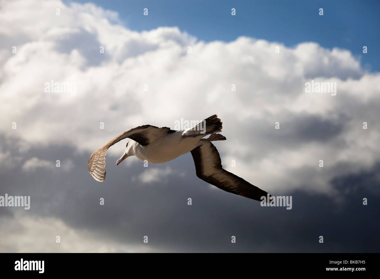 Black Browed Albatross in flight, over the New Island Nature Reserve ...