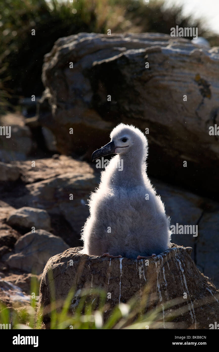 Cute albatross hi-res stock photography and images - Alamy