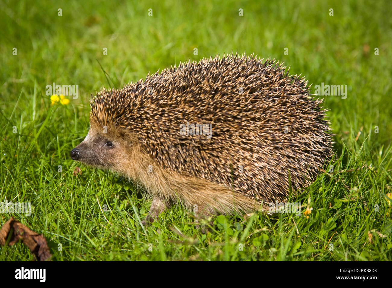 Hedgehog europe hi-res stock photography and images - Alamy