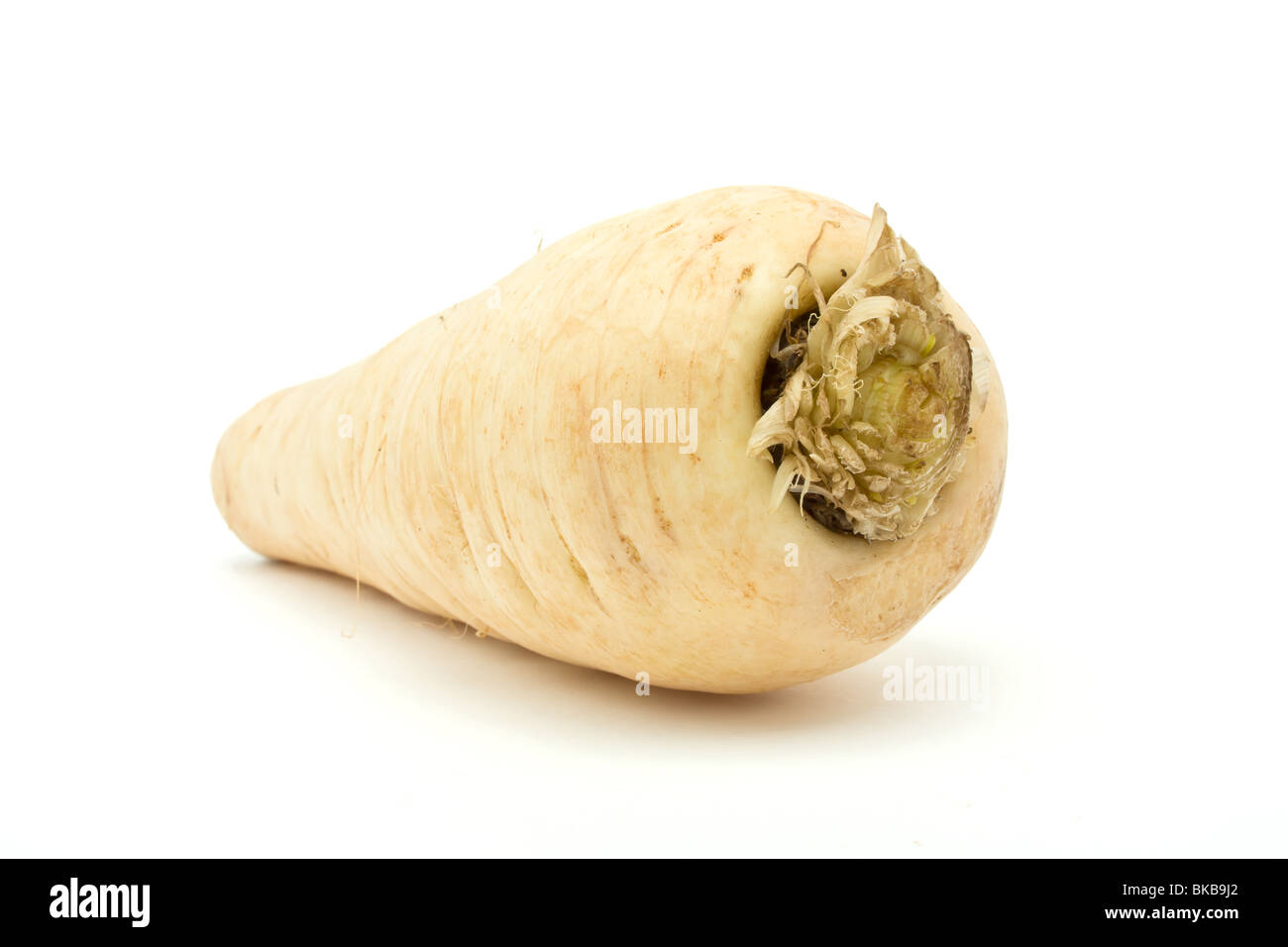 Single whole Parsnip from low viewpoint isolated against white ...