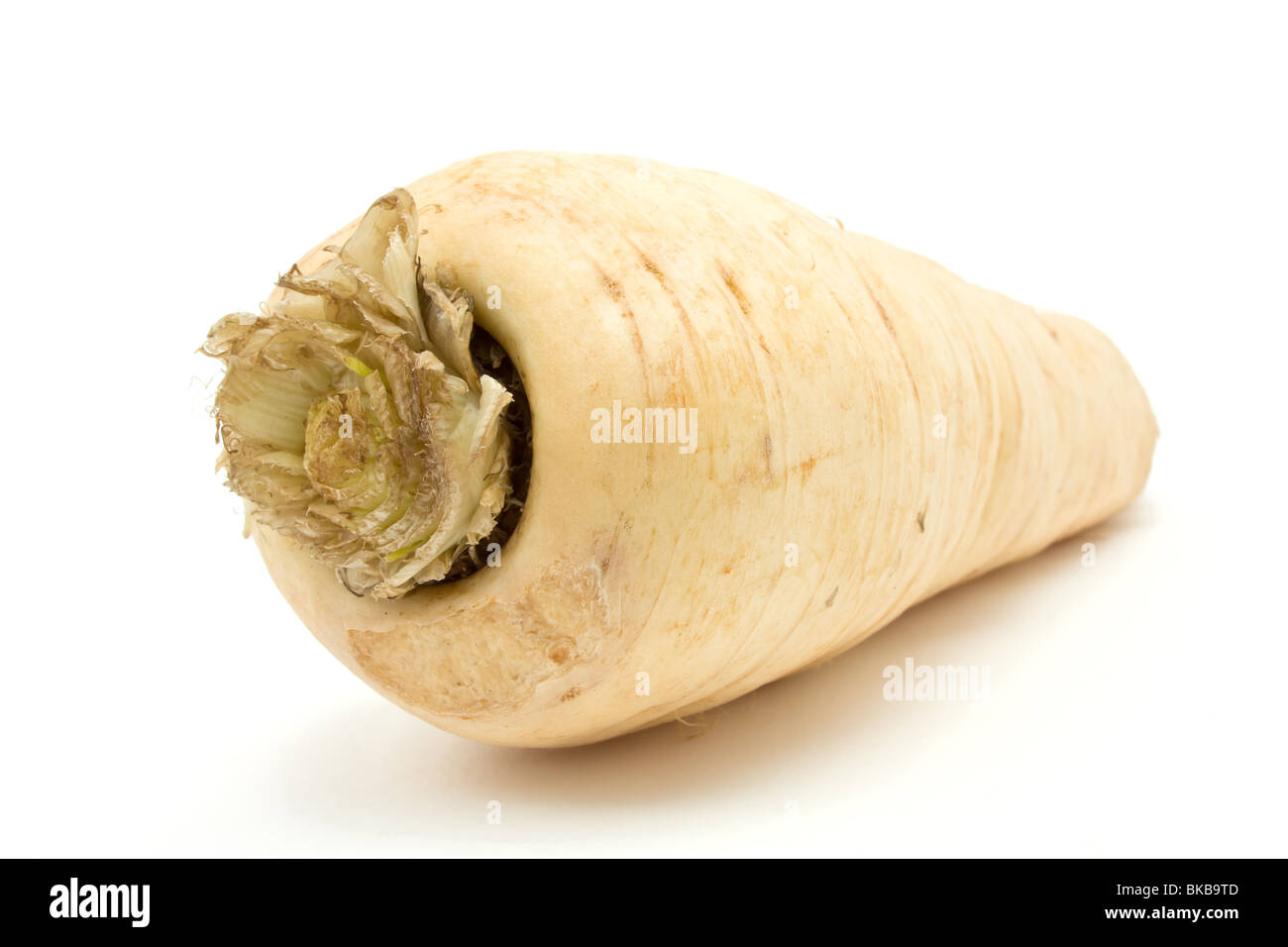 Single whole Parsnip from low viewpoint isolated against white ...