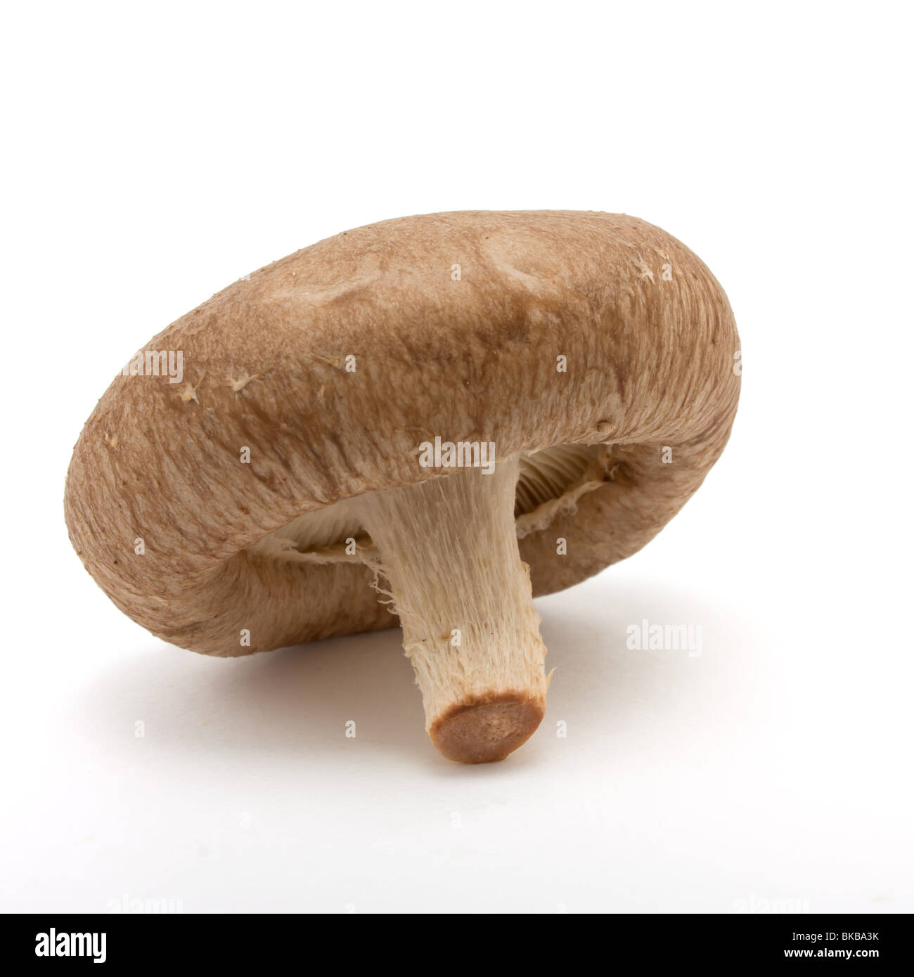 Whole raw Shiitake Mushroom isolated against white background Stock ...