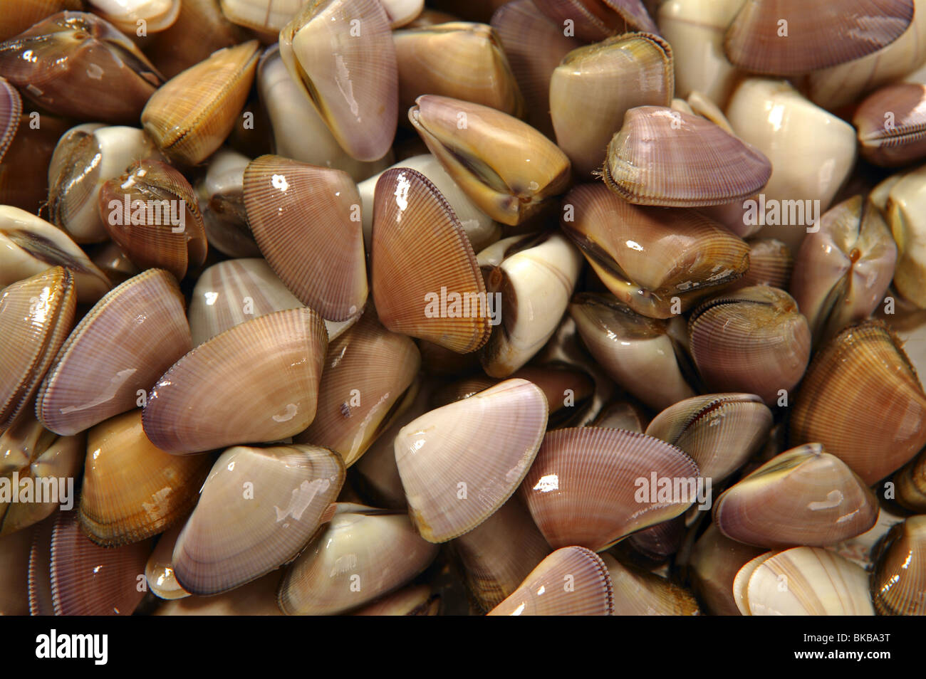 Clams, tellin seafood close up texture background Stock Photo - Alamy