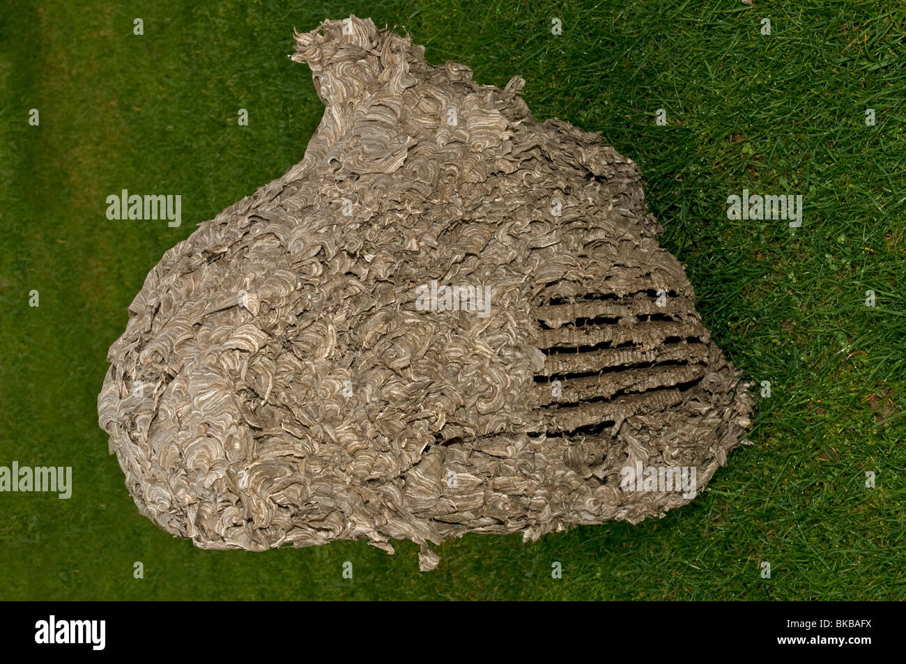 Empty nest hi-res stock photography and images - Alamy