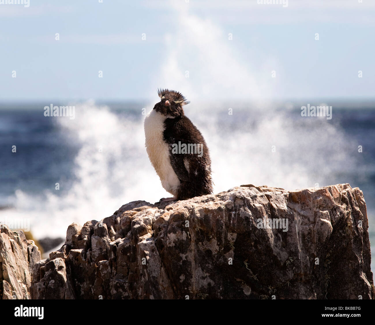 A young Rock Hopper in moult, perched on a rock in The Falklands Stock ...