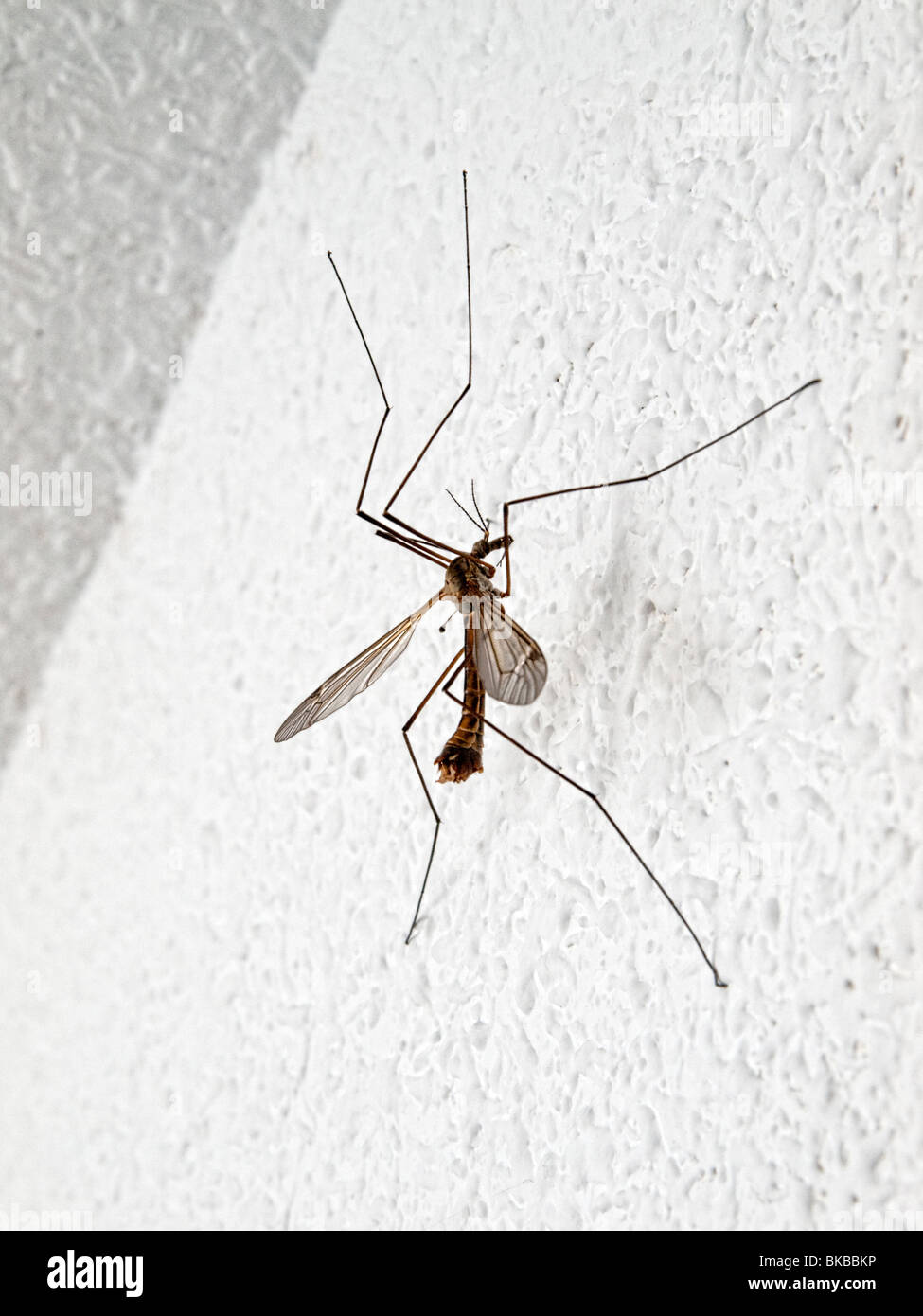European mosquito hi-res stock photography and images - Alamy