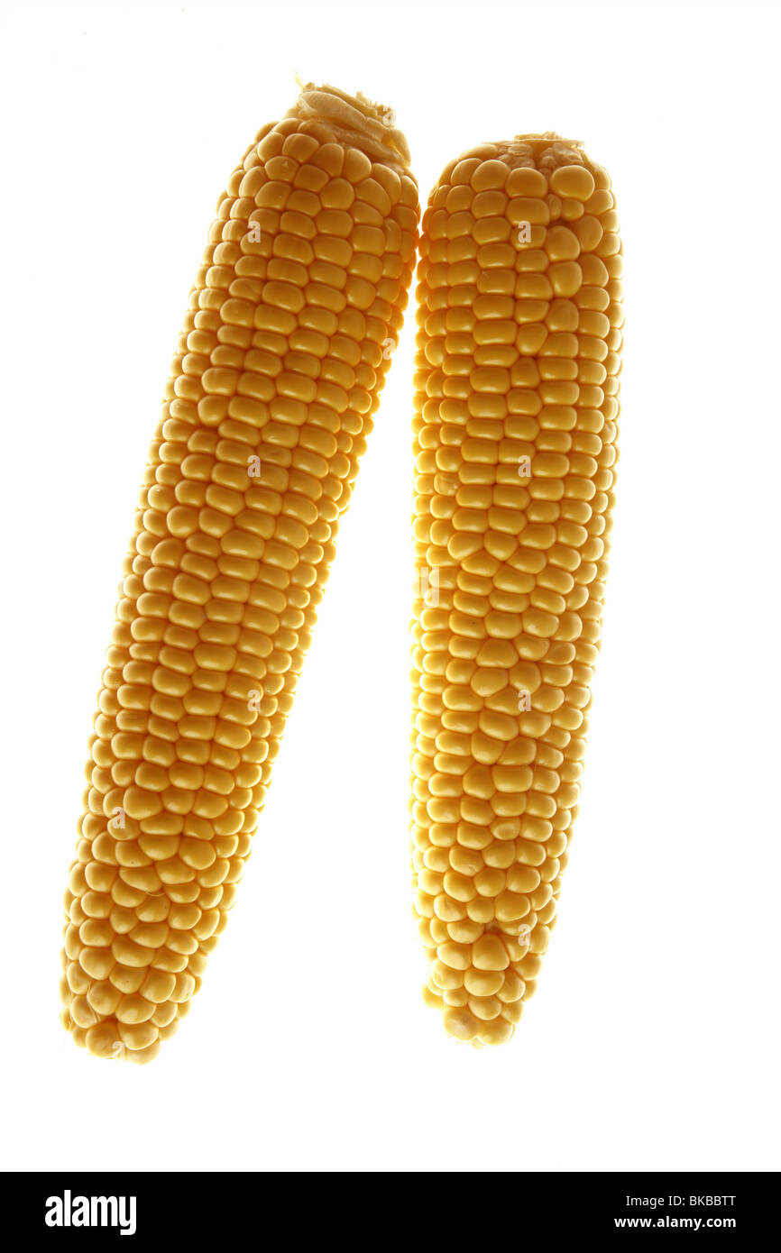 Corn cobs in yellow color over white background Stock Photo - Alamy
