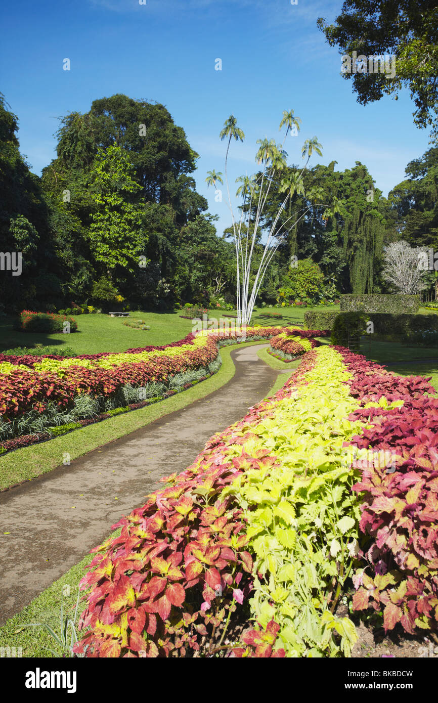 Peradeniya botanic garden hi-res stock photography and images - Alamy
