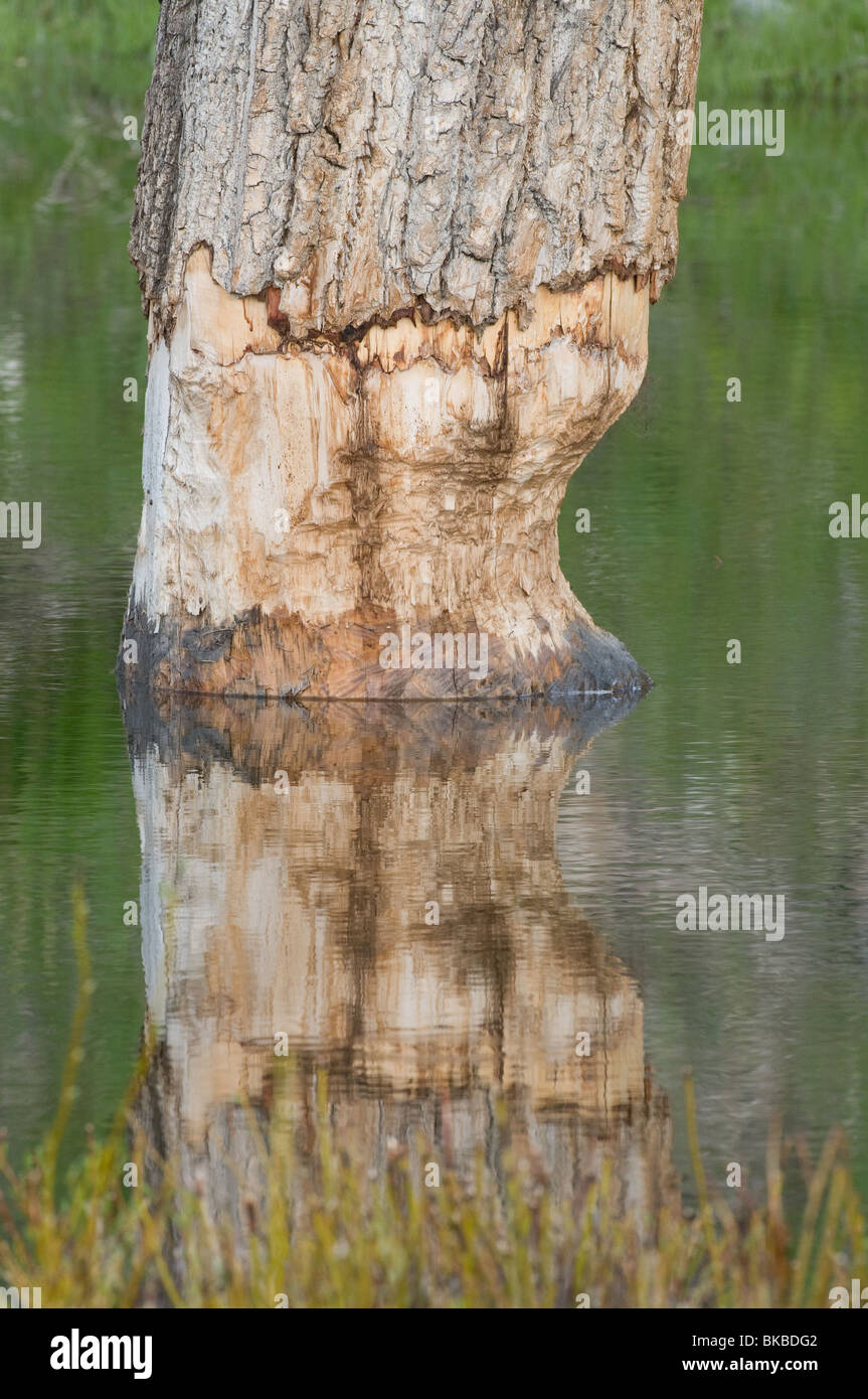 Beaver gnawing tree hi-res stock photography and images - Alamy