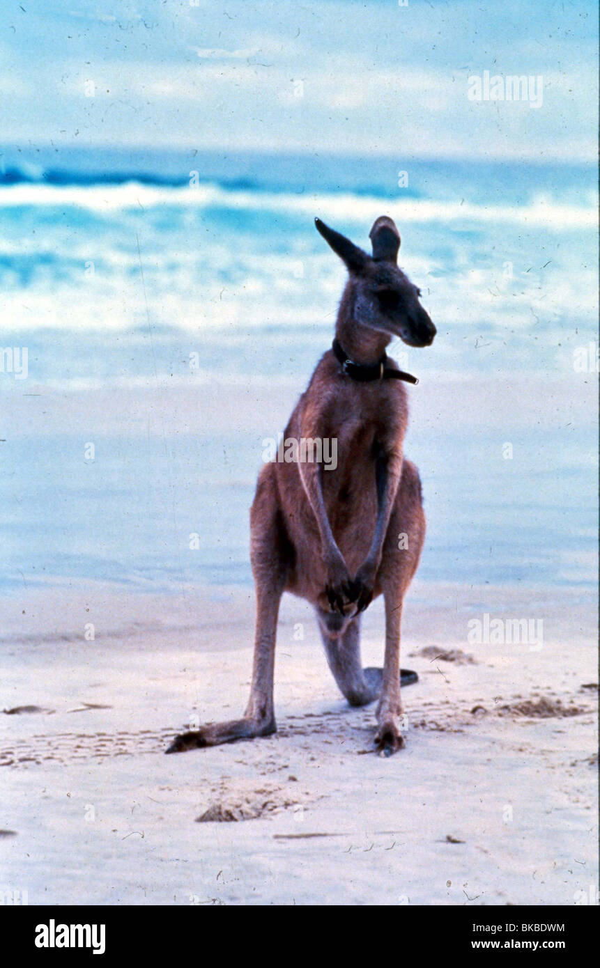 SKIPPY (TV) SKPM 007 Stock Photo - Alamy