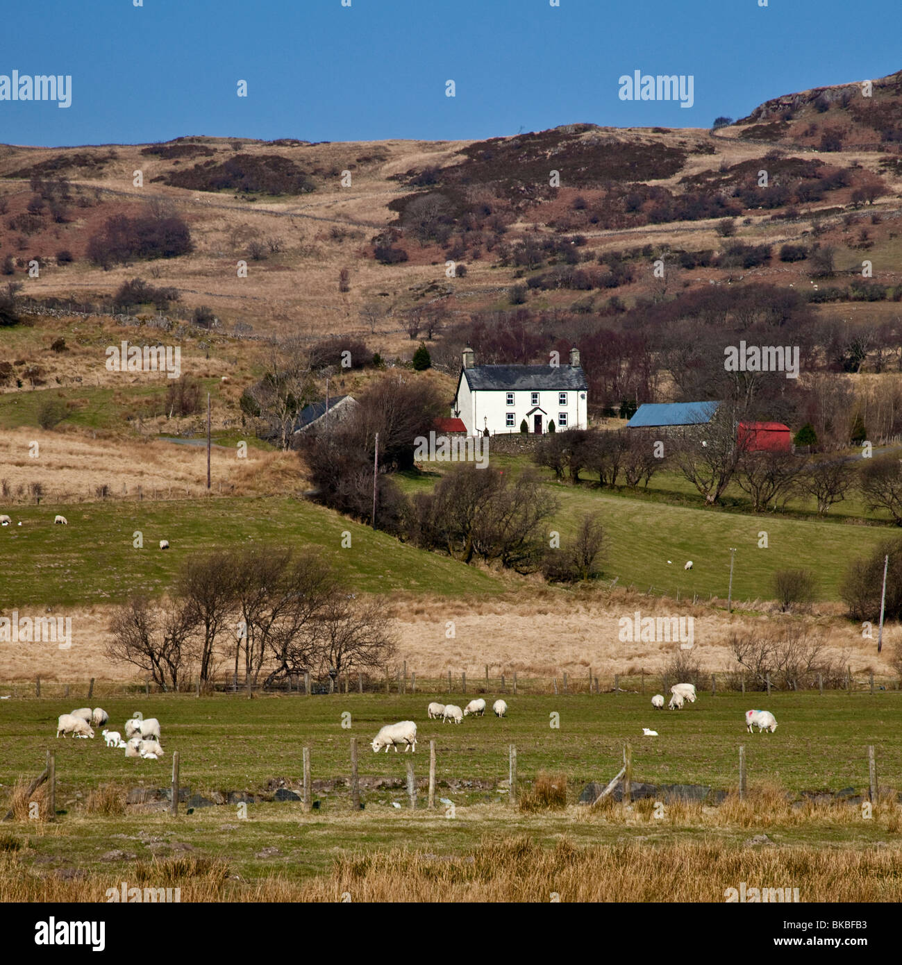 Welsh Sheep Farm Stock Photo - Alamy