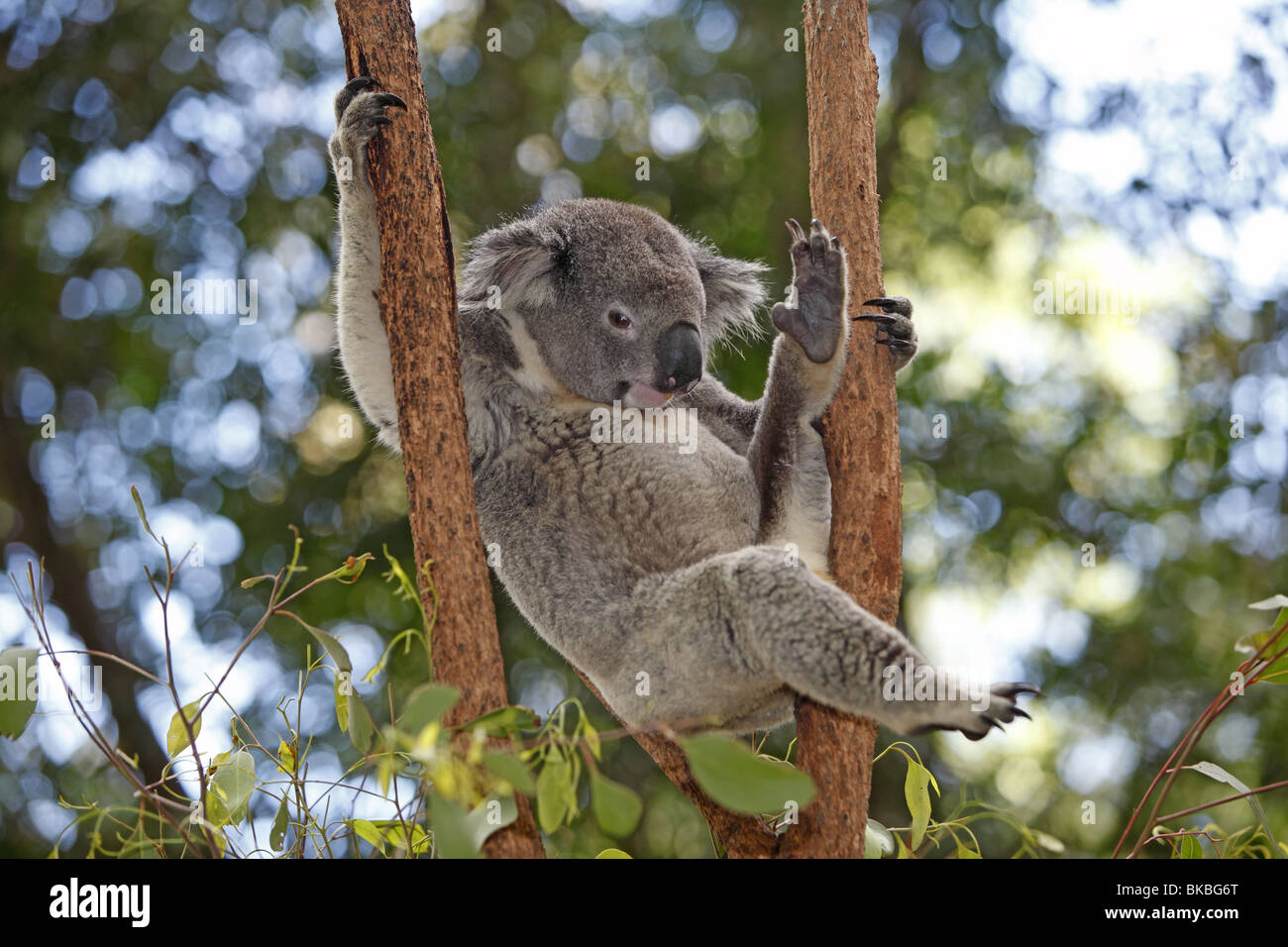 Koala (Phascolarctos cinereus) in an Eucalyptus tree Stock Photo - Alamy