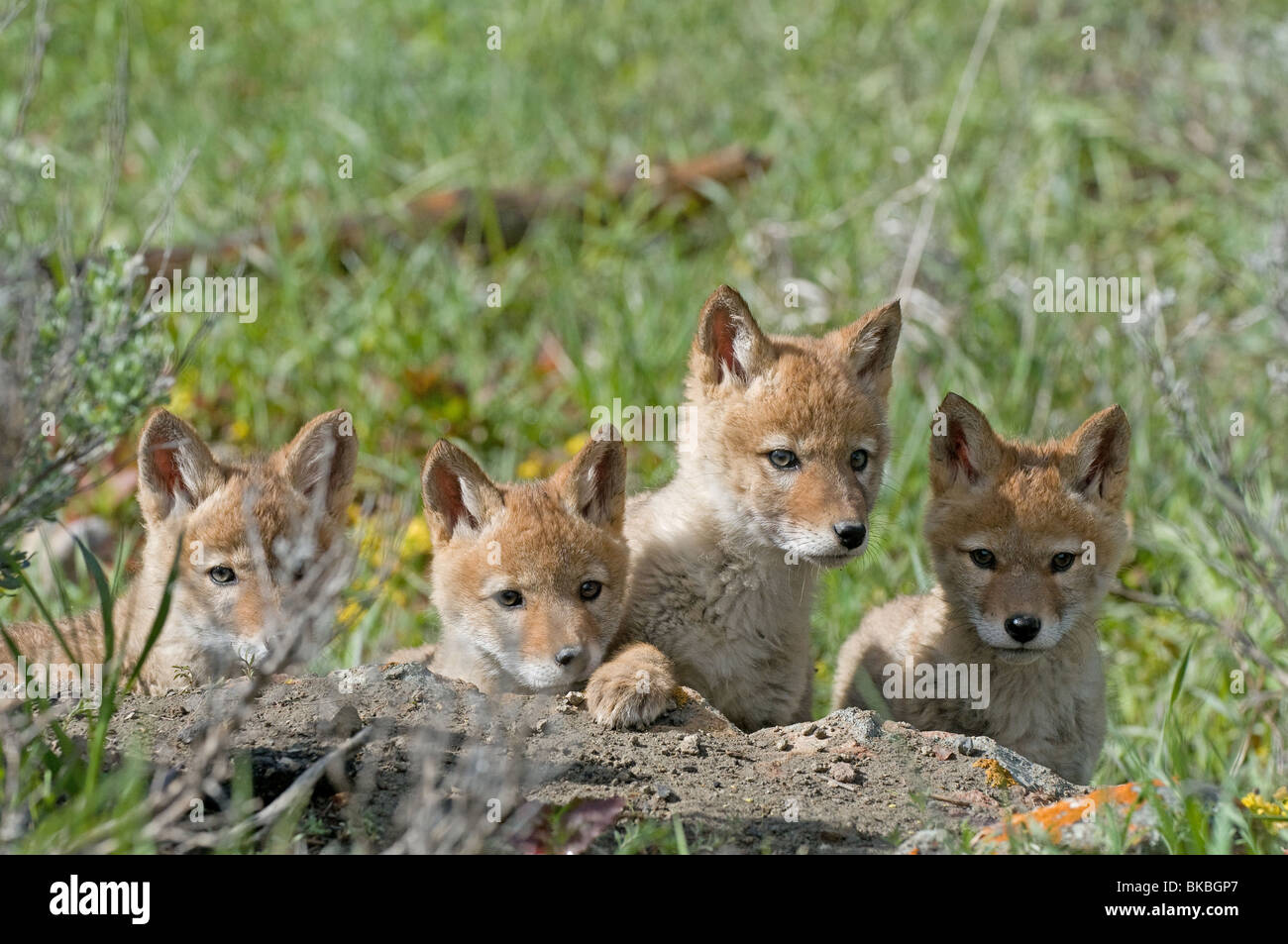 Coyote (Canis latrans). Four cubs looking over an earth mound Stock ...