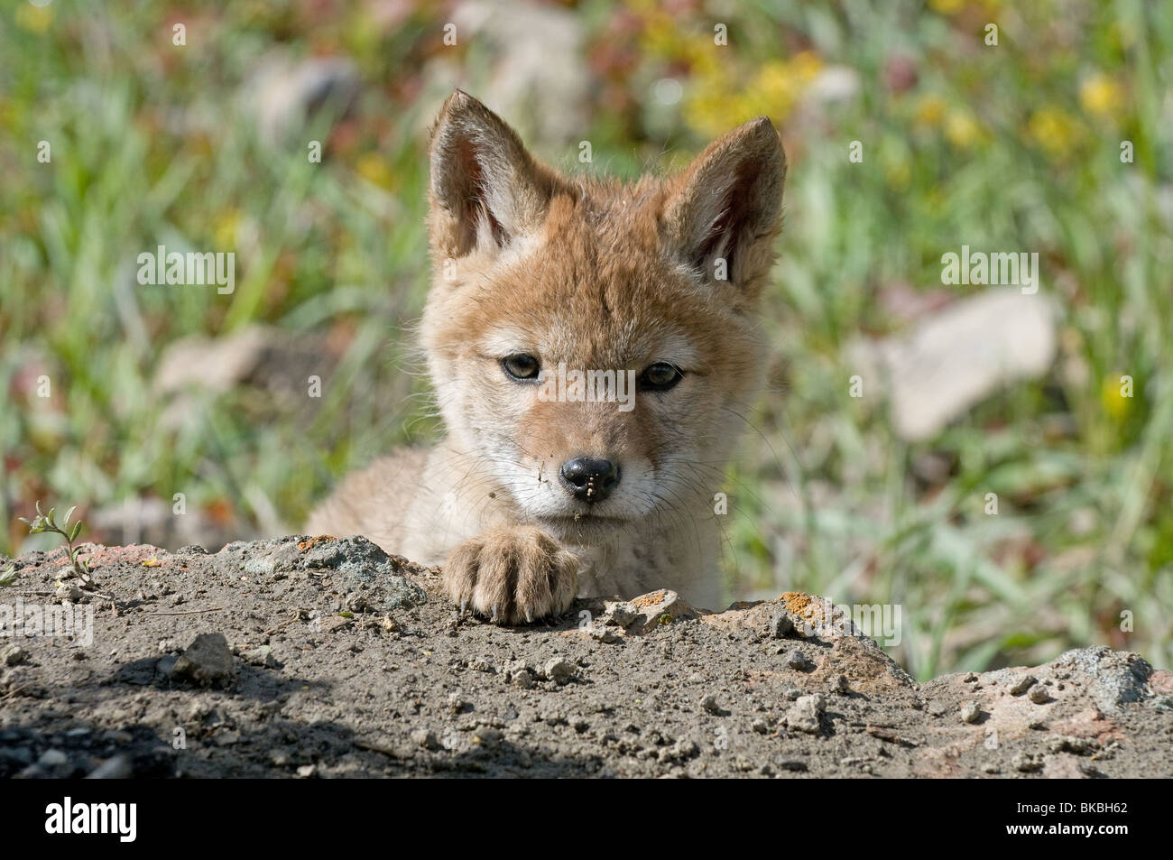 Baby Black Coyote
