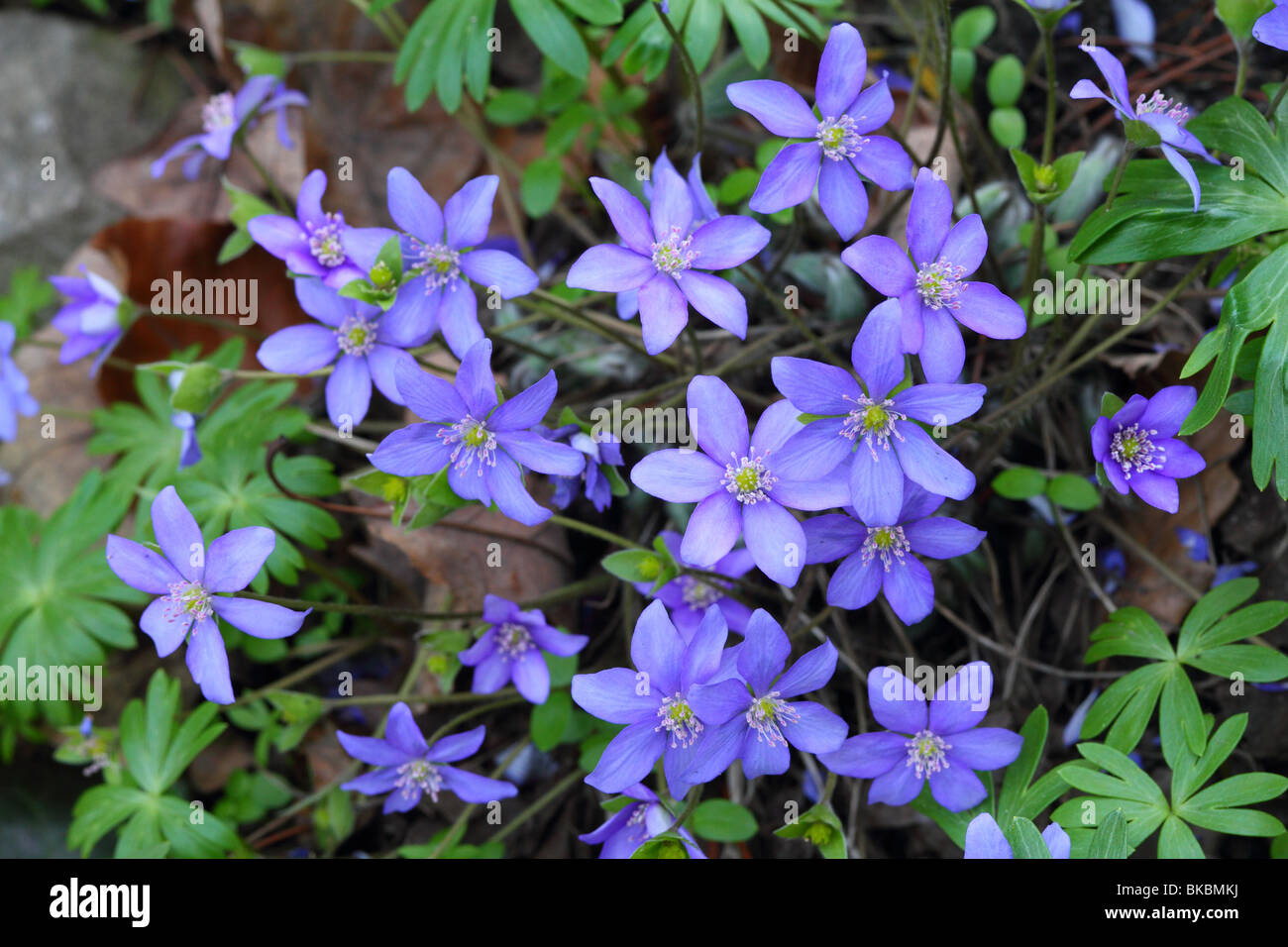 Liverwort hi-res stock photography and images - Alamy