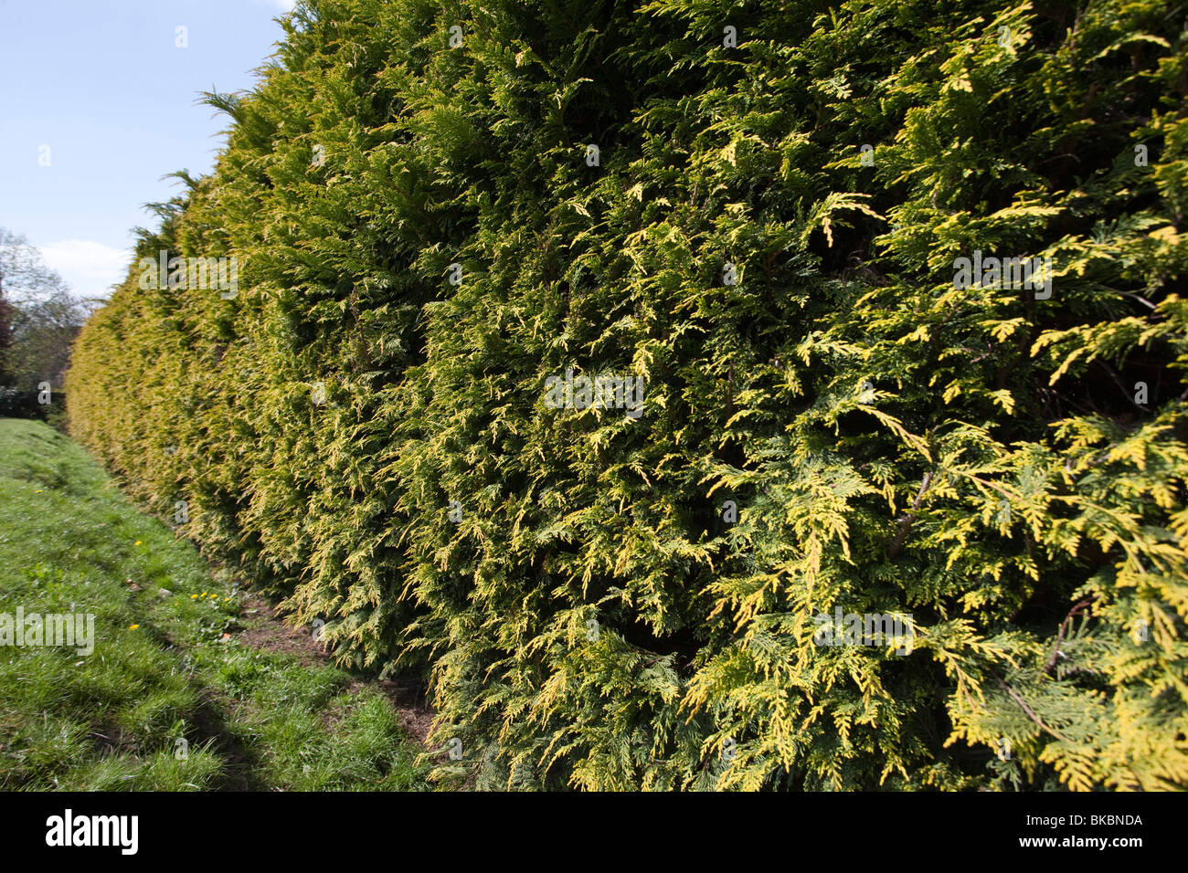 side view of a well trimmed tall hedge with a blue sky above Stock ...