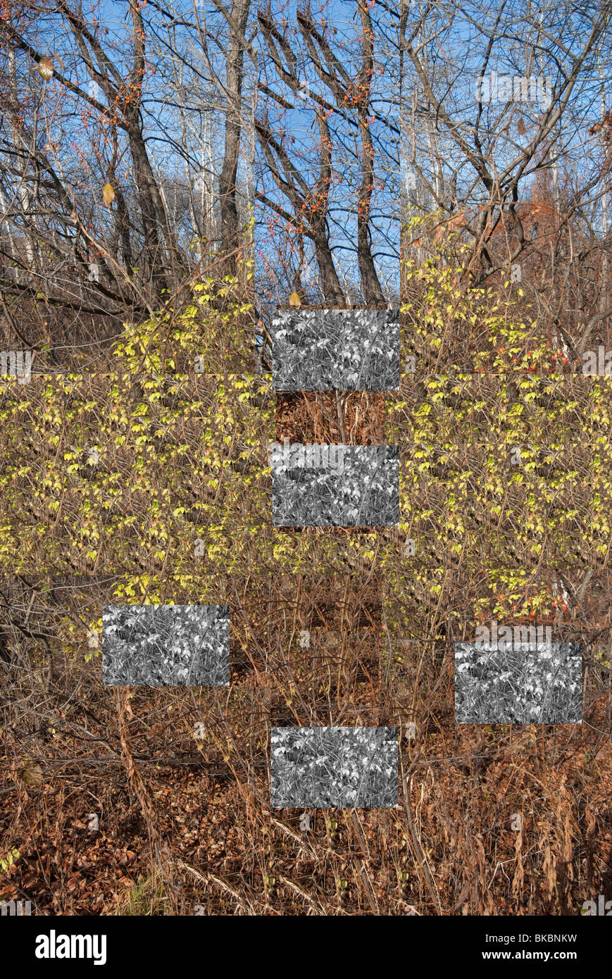 Few leaves hi-res stock photography and images - Alamy